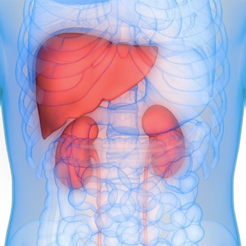 Derivaciones intrahepáticas en adultos con insuficiencia renal debida a ...