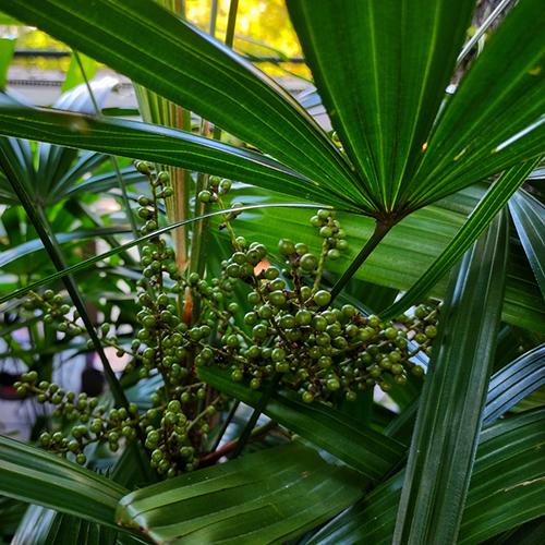 ¿La planta "Serenoa repens" mejora los síntomas urinarios del ...